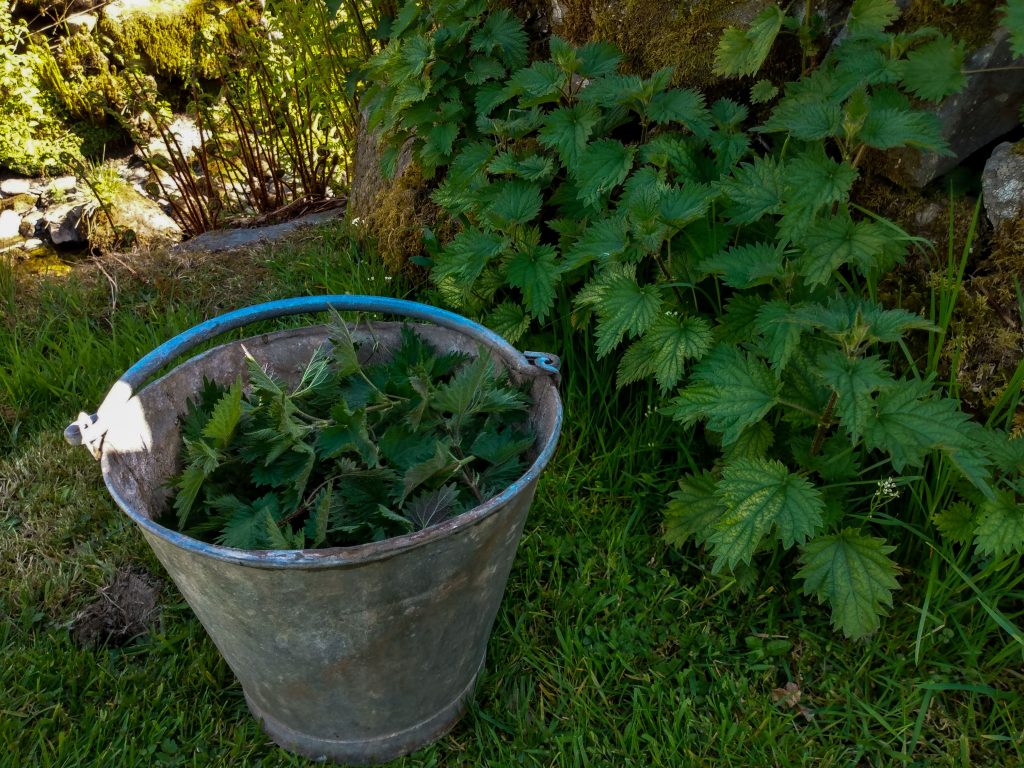 How to Make Nettle Plant Fertilizer - a Hopeful Home